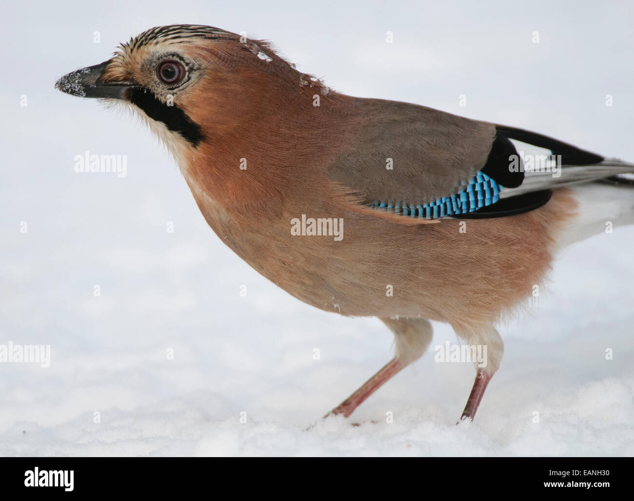 Food in snow hi-res stock photography and images - Alamy