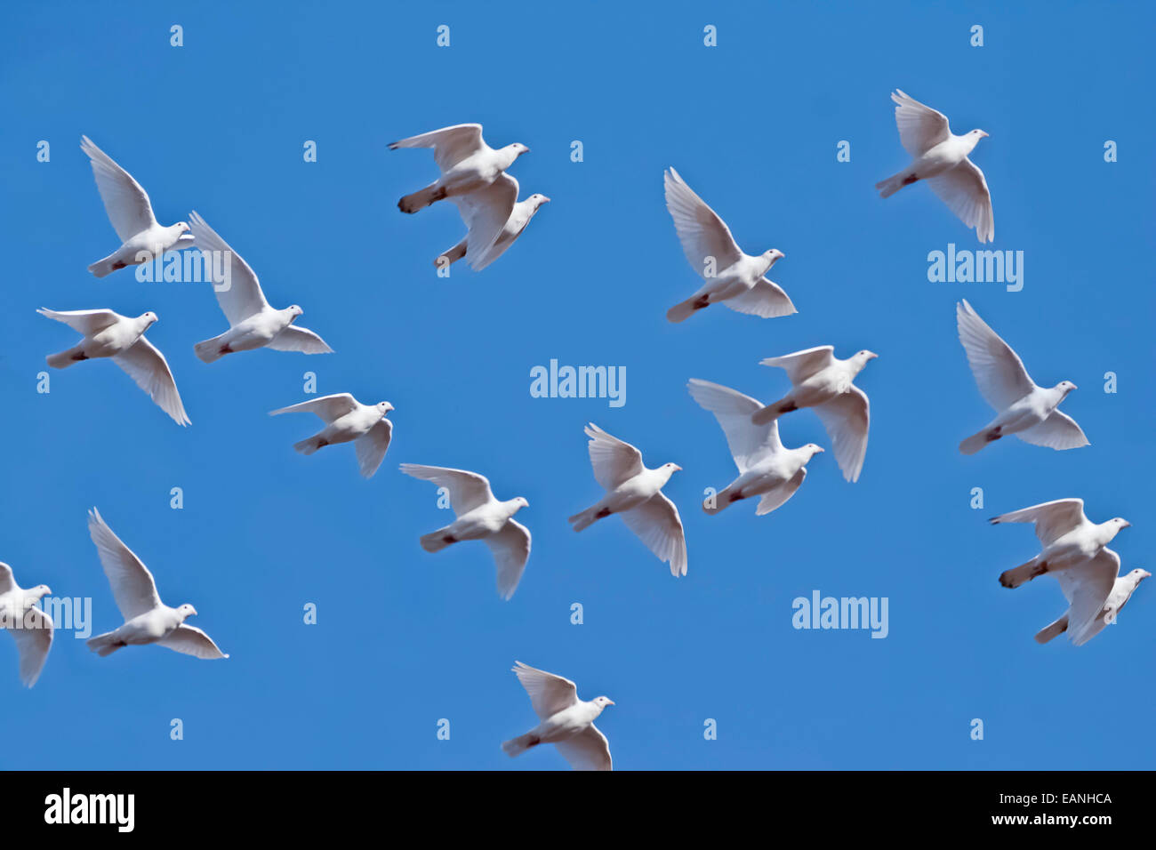 White Pigeons Flying Flying White Pigeon Hi Res Stock Photography And