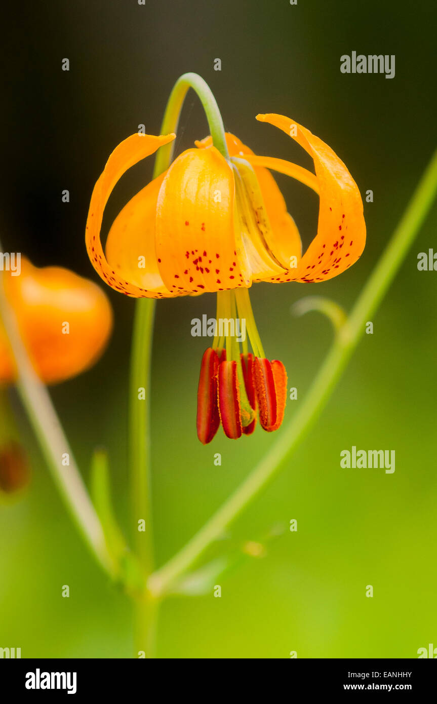 Columbia Lily wildflower, Olympic National Park, Washington, USA Stock ...