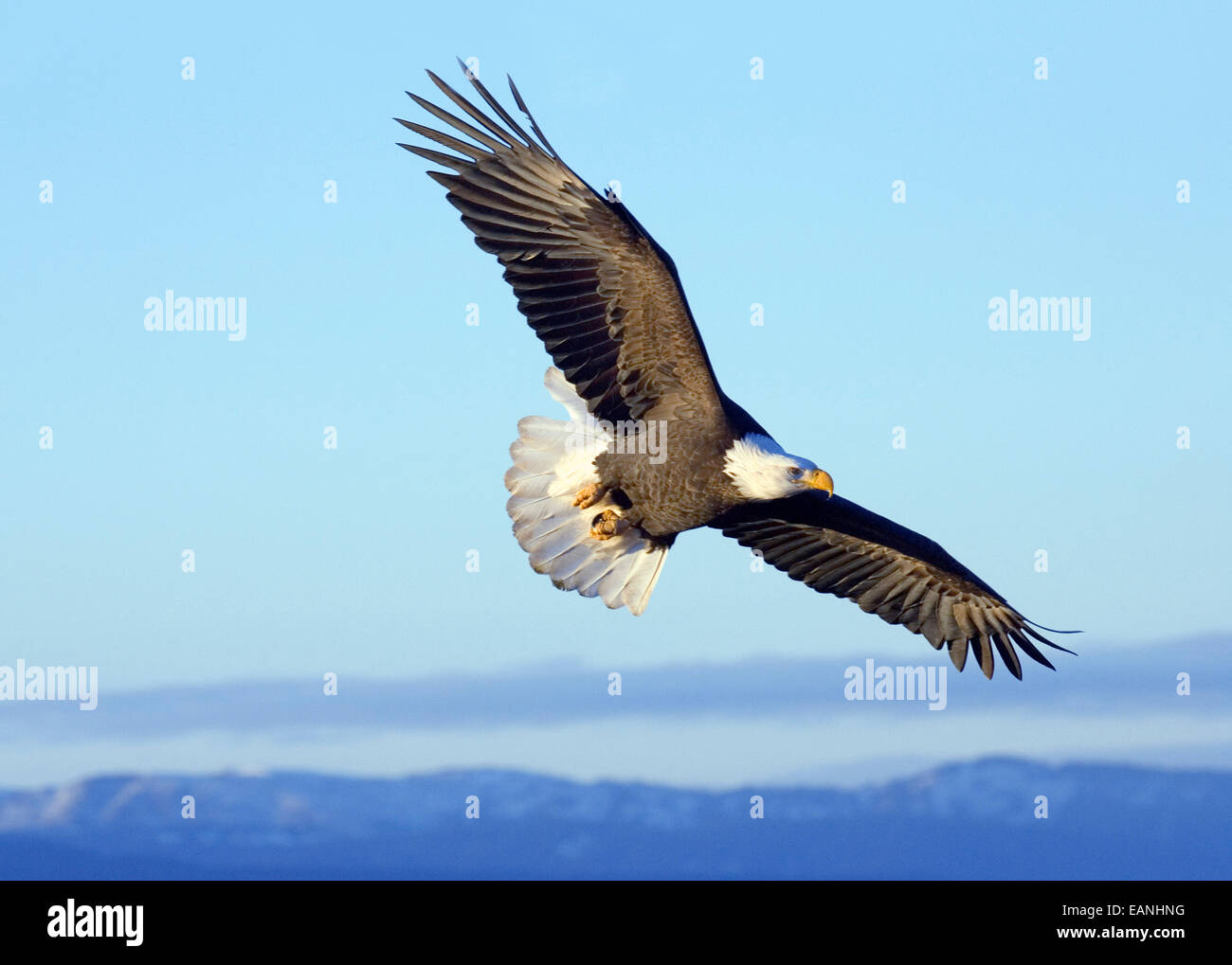 Bald Eagle Turning In Flight Homer Spit Kenai Peninsula Alaska Winter ...