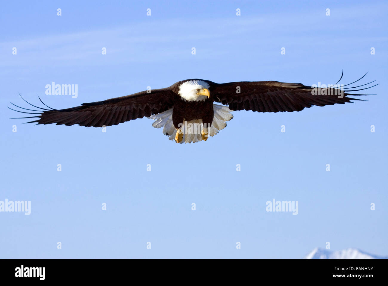 Bald Eagle In Mid-Air Flight Over Homer Spit Frontal Image Kenai ... Bald Eagle In Mid-Air Flight Over Homer Spit Frontal Image Kenai ...