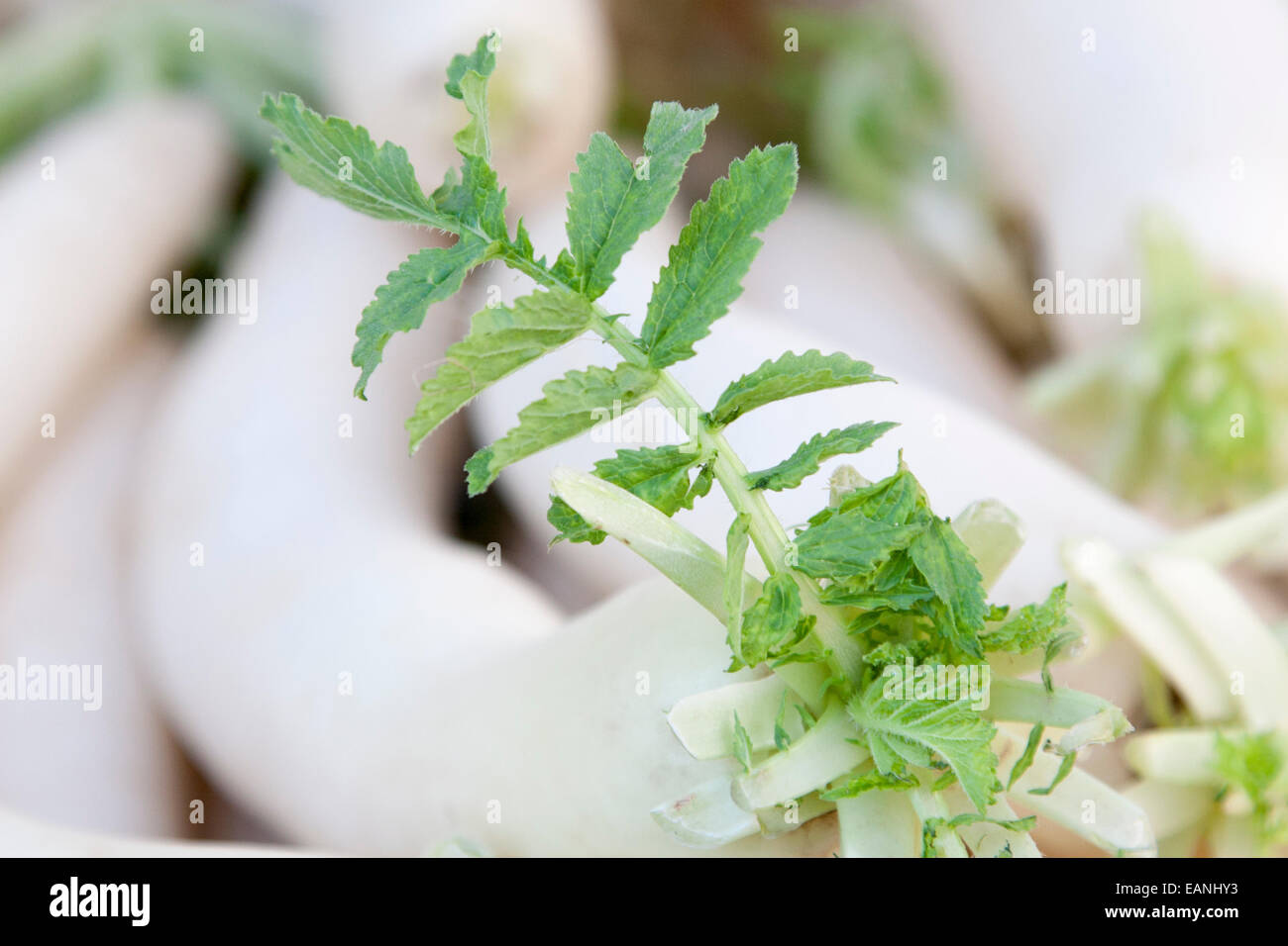 Mooli daikon hi-res stock photography and images - Alamy