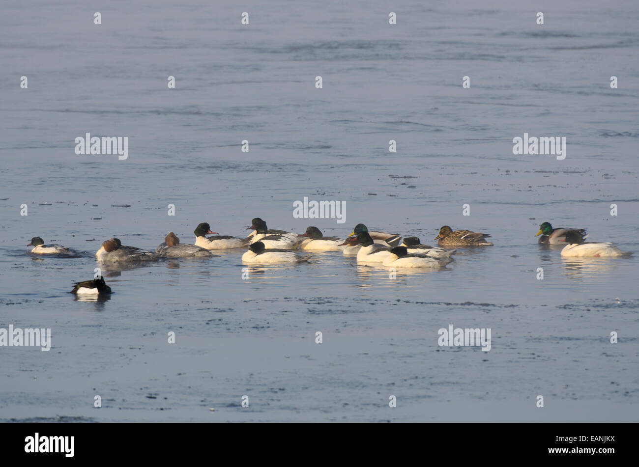 Goosanders hi-res stock photography and images - Alamy