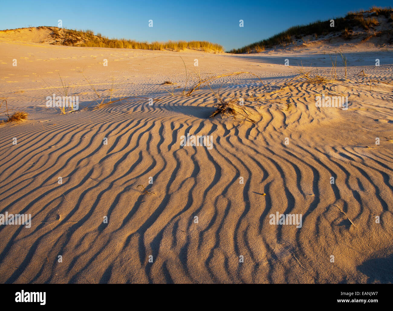 Sand dunes in Slowinski National Park in Poland Stock Photo - Alamy
