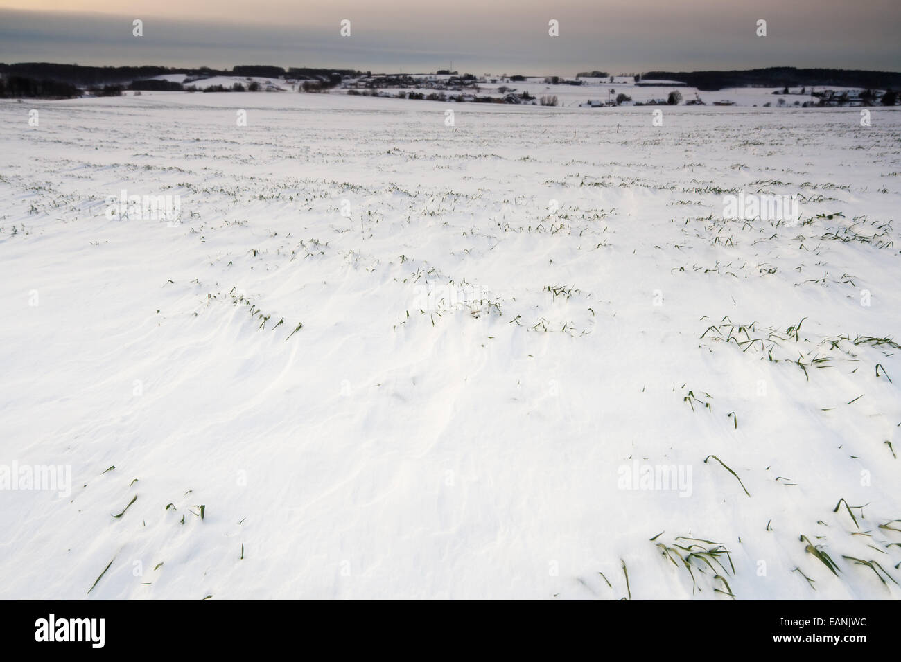 Winter field landscape Stock Photo - Alamy