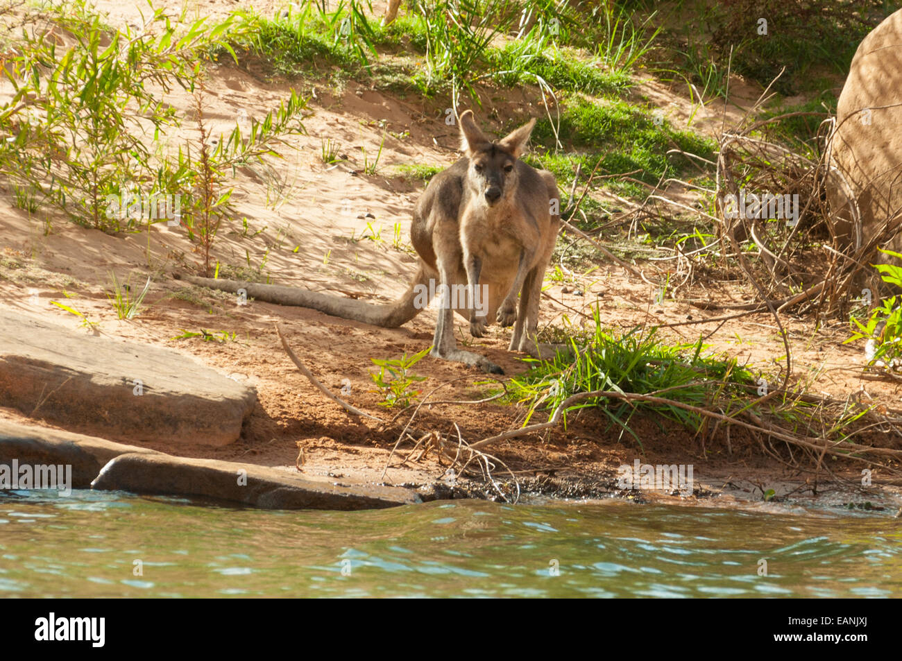 Agile Wallaby, Macropus agilis in Chamberlain Gorge, El Questro, WA ...