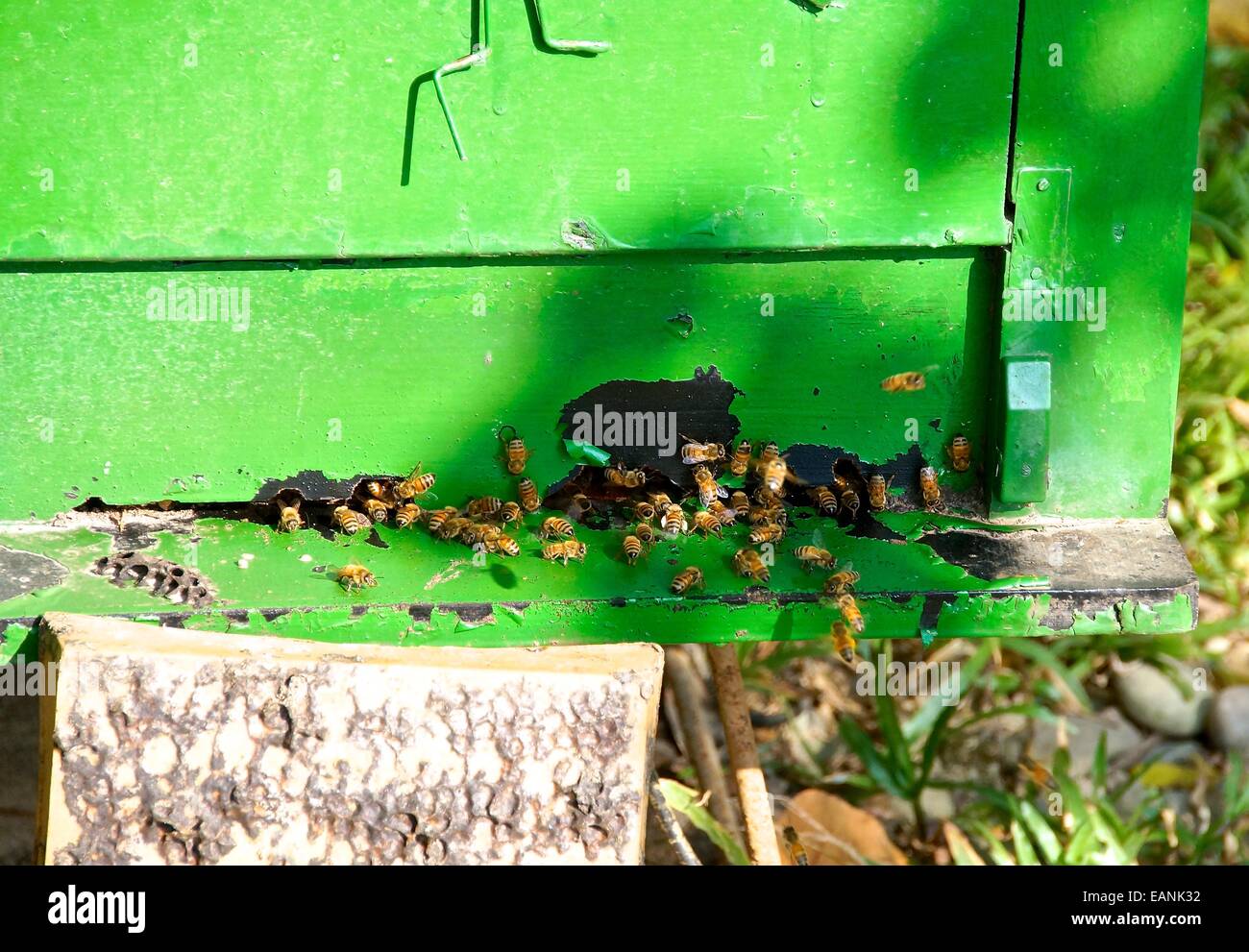 Poisonous bee hi-res stock photography and images - Alamy