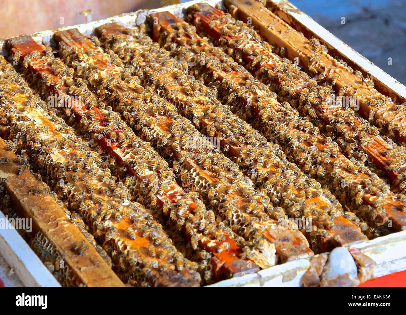 Teamwork animals hi-res stock photography and images - Alamy