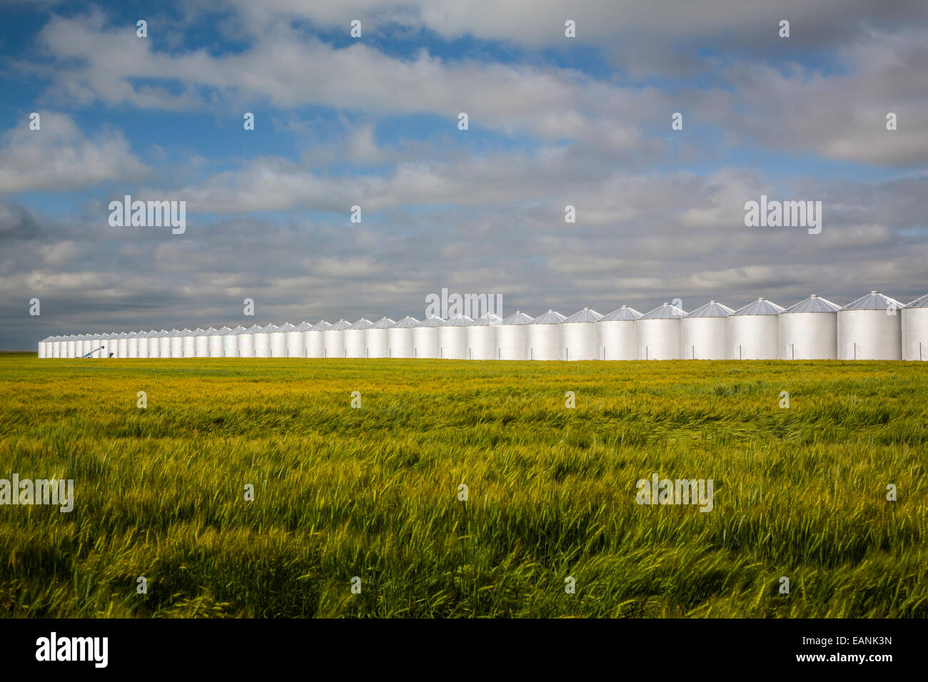A long row of grain storage bins near Kremlin, Montana, USA Stock Photo ...