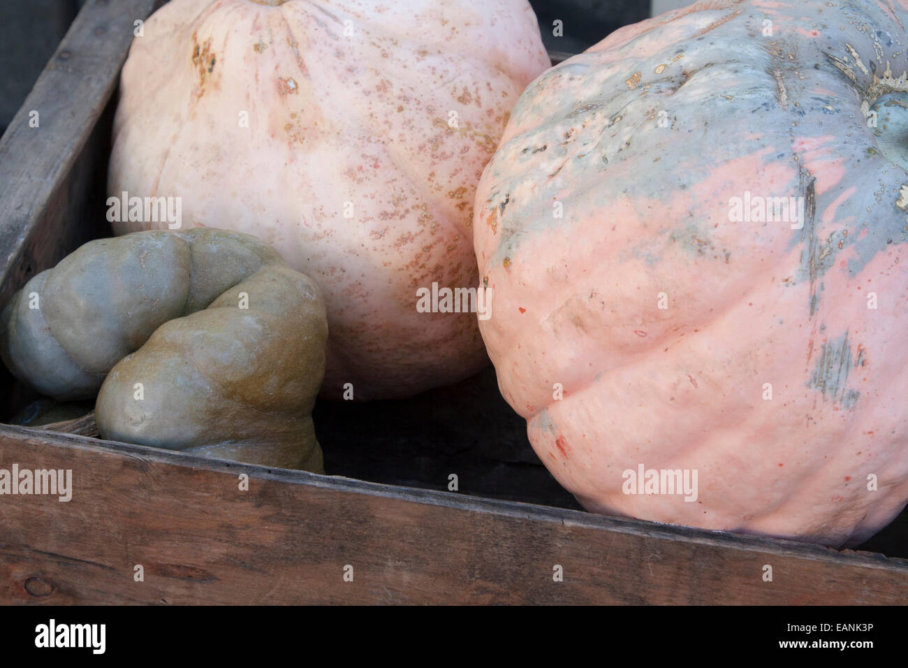 Three squash in a box hi-res stock photography and images - Alamy