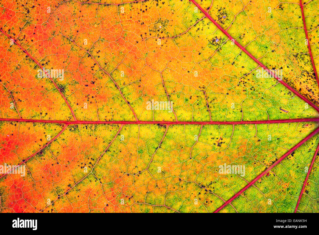 Maple leaf veins hi-res stock photography and images - Alamy