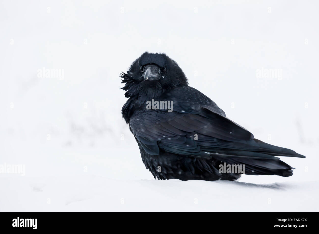 Alaska Common Raven Bird High Resolution Stock Photography and Images ...