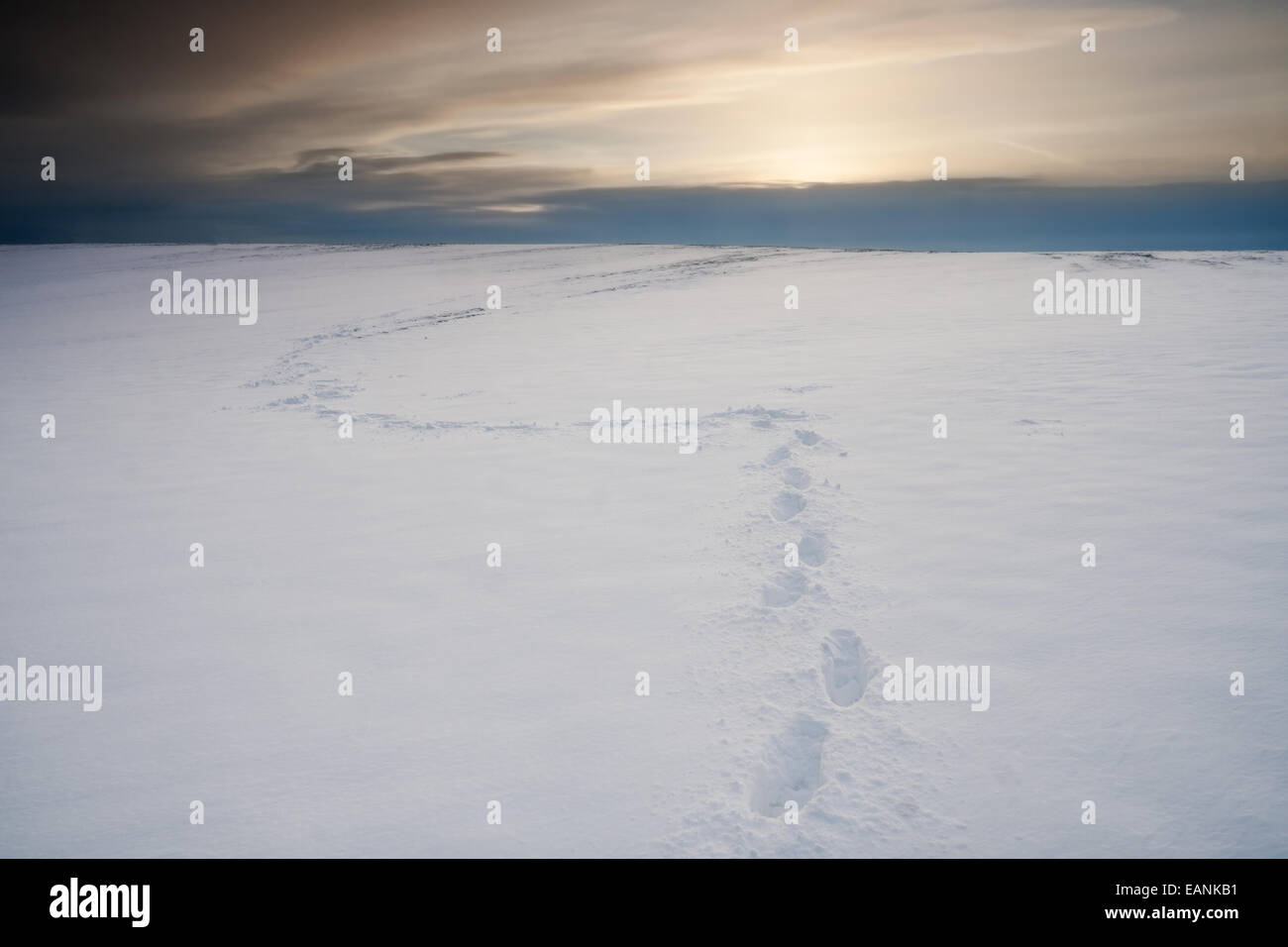 Winter field landscape Stock Photo - Alamy