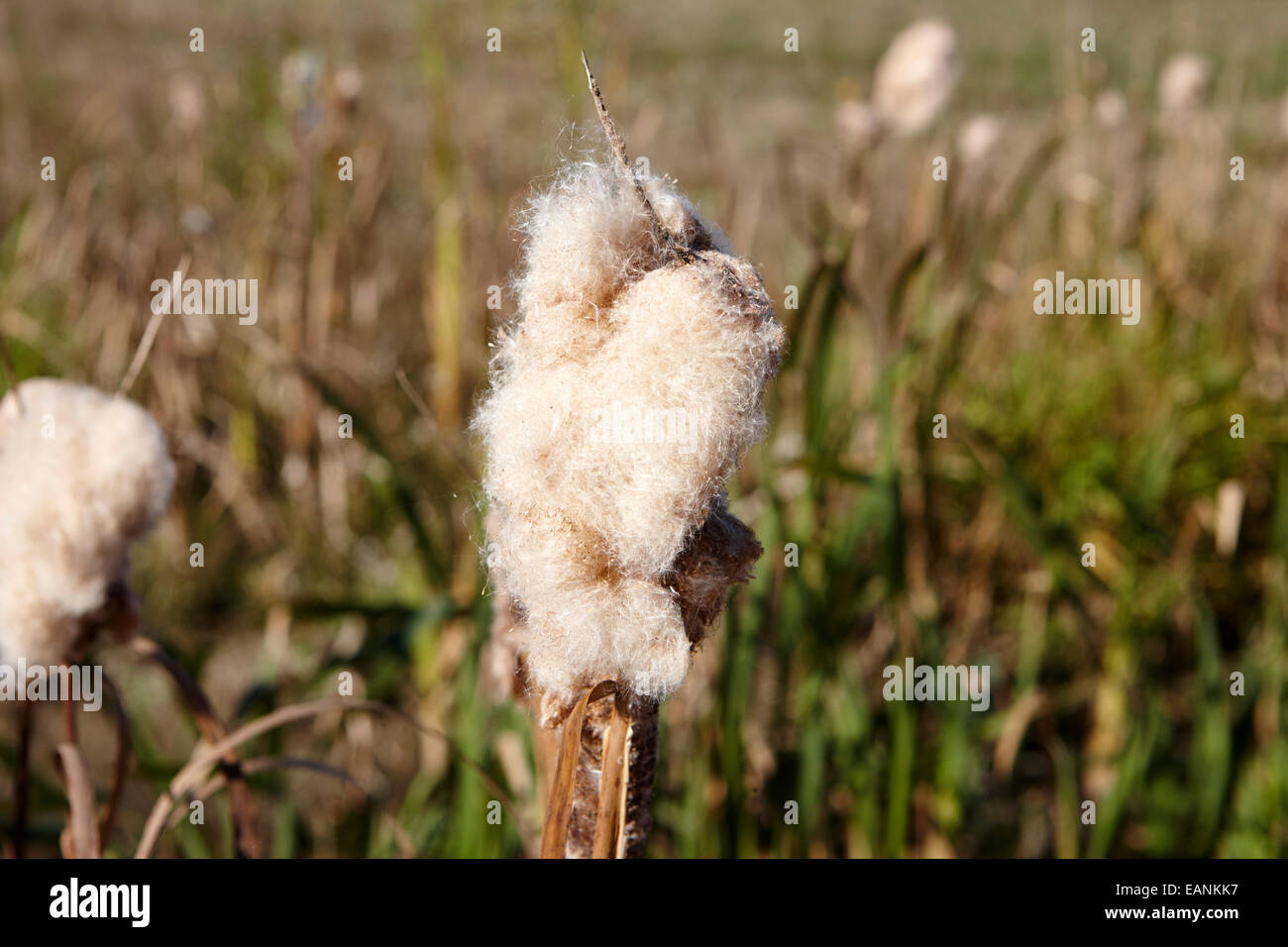 Typha latifolia ground hi-res stock photography and images - Alamy