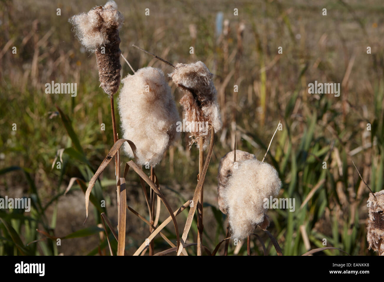 common cattail typha latifolia seed head Saskatchewan Canada Stock ...