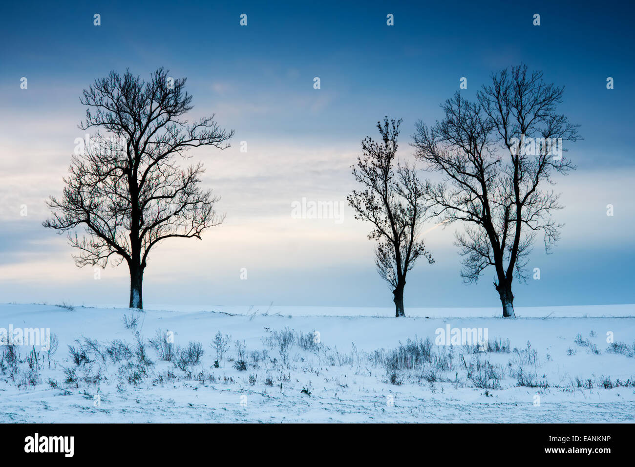 Winter field at sunset landscape Stock Photo - Alamy