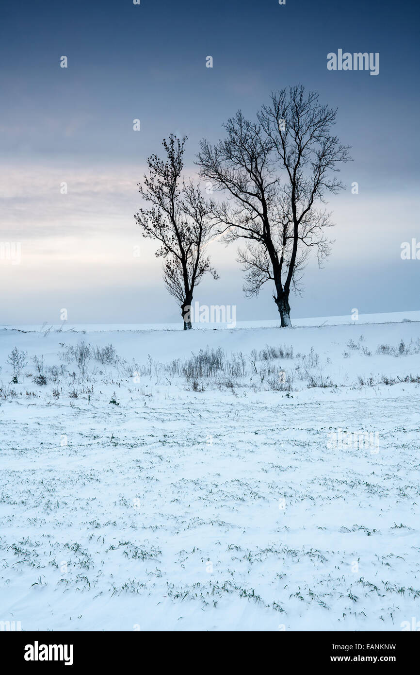 Winter field at sunset landscape Stock Photo - Alamy