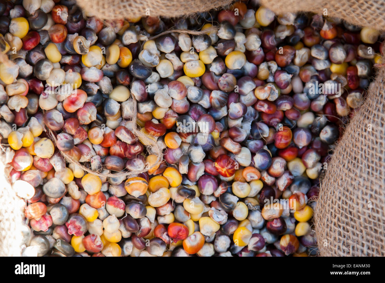 Indian Corn, with its rich array of multicolored kernels in hues of ...