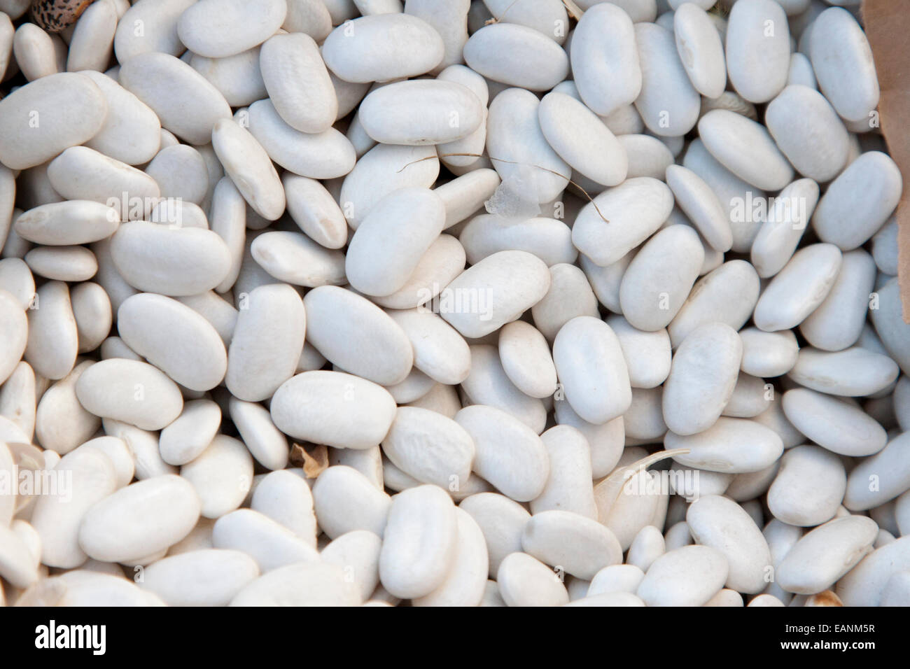Tarbais Beans at the Berkeley, Farmers' Market Stock Photo - Alamy
