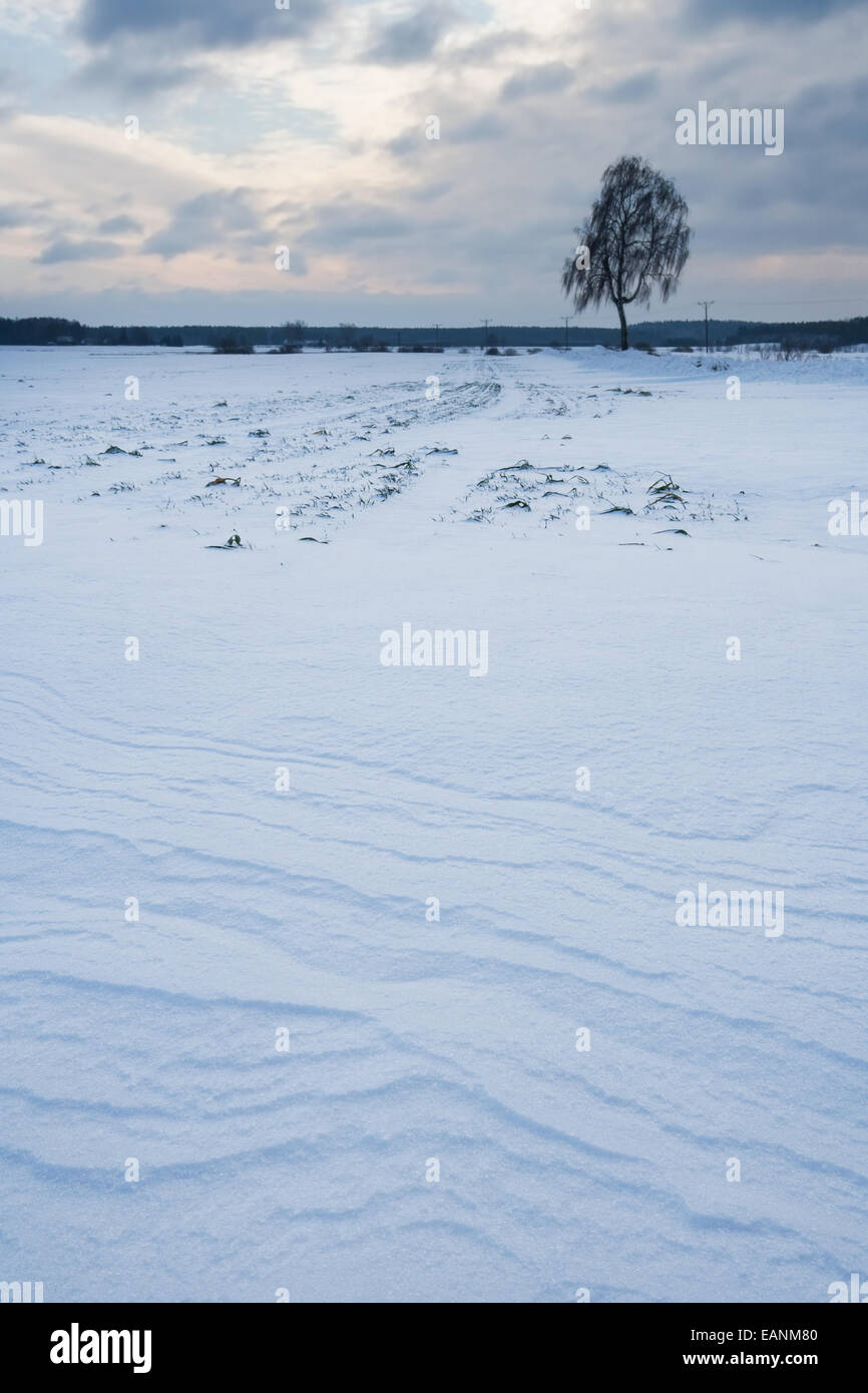 Winter field at sunset landscape Stock Photo - Alamy