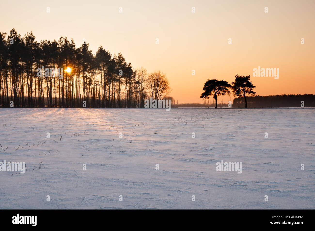 Winter field landscape Stock Photo - Alamy