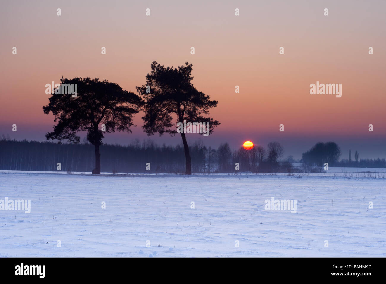 Winter field landscape Stock Photo - Alamy