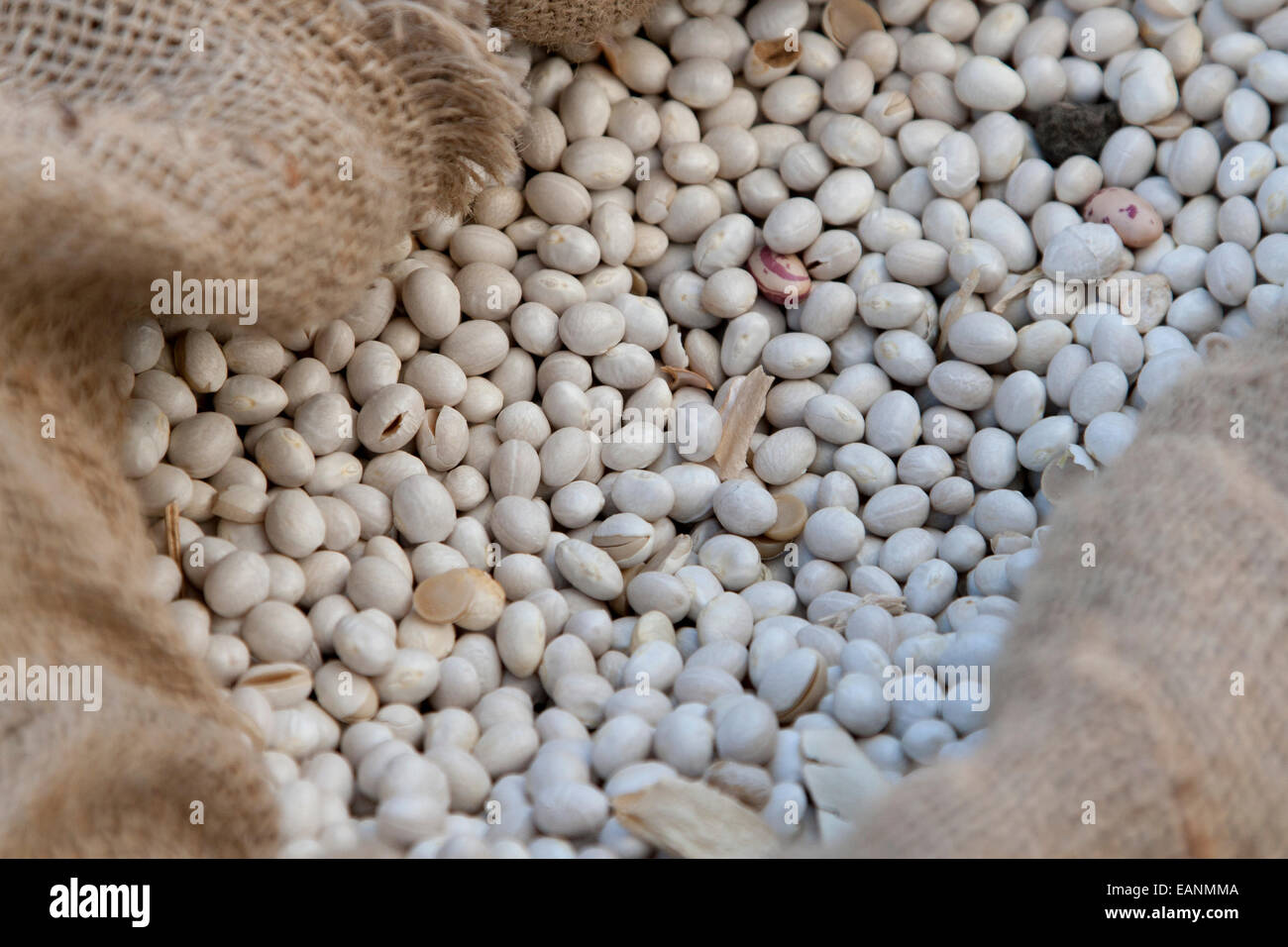 Dried white beans in a burlap sack at the Berkeley Farmers' Market ...