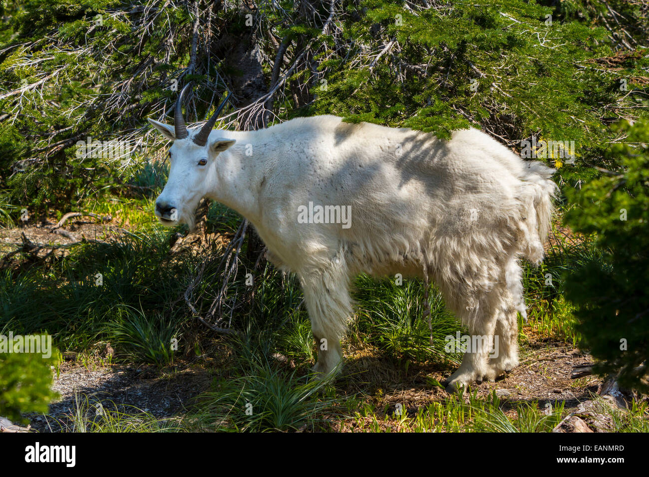 Molt montana hi-res stock photography and images - Alamy