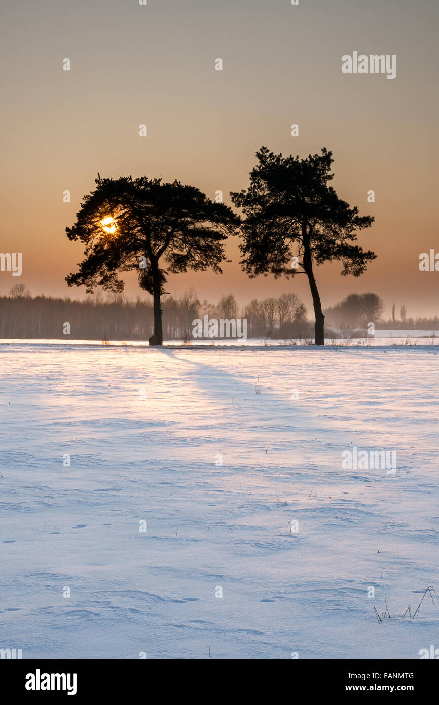 Winter field landscape Stock Photo - Alamy