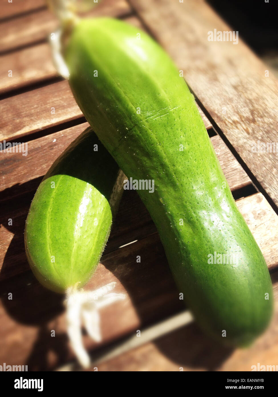 two cucumbers with blossom attached on a wood table Stock Photo - Alamy
