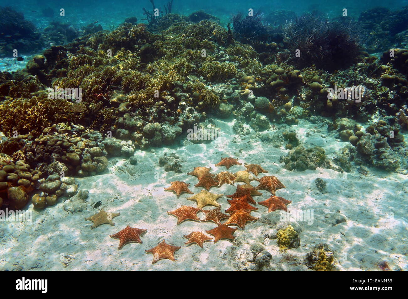 Coral sandy hi-res stock photography and images - Alamy