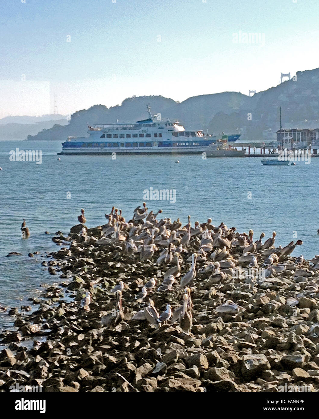 pelicans feed during low tide on San Francisco Bay in Sausalito Stock ...