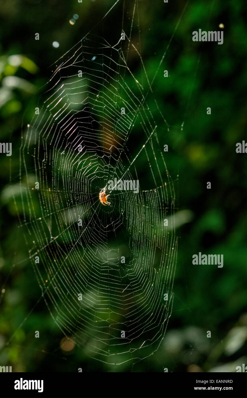 How does a spider make its web hi-res stock photography and images - Alamy