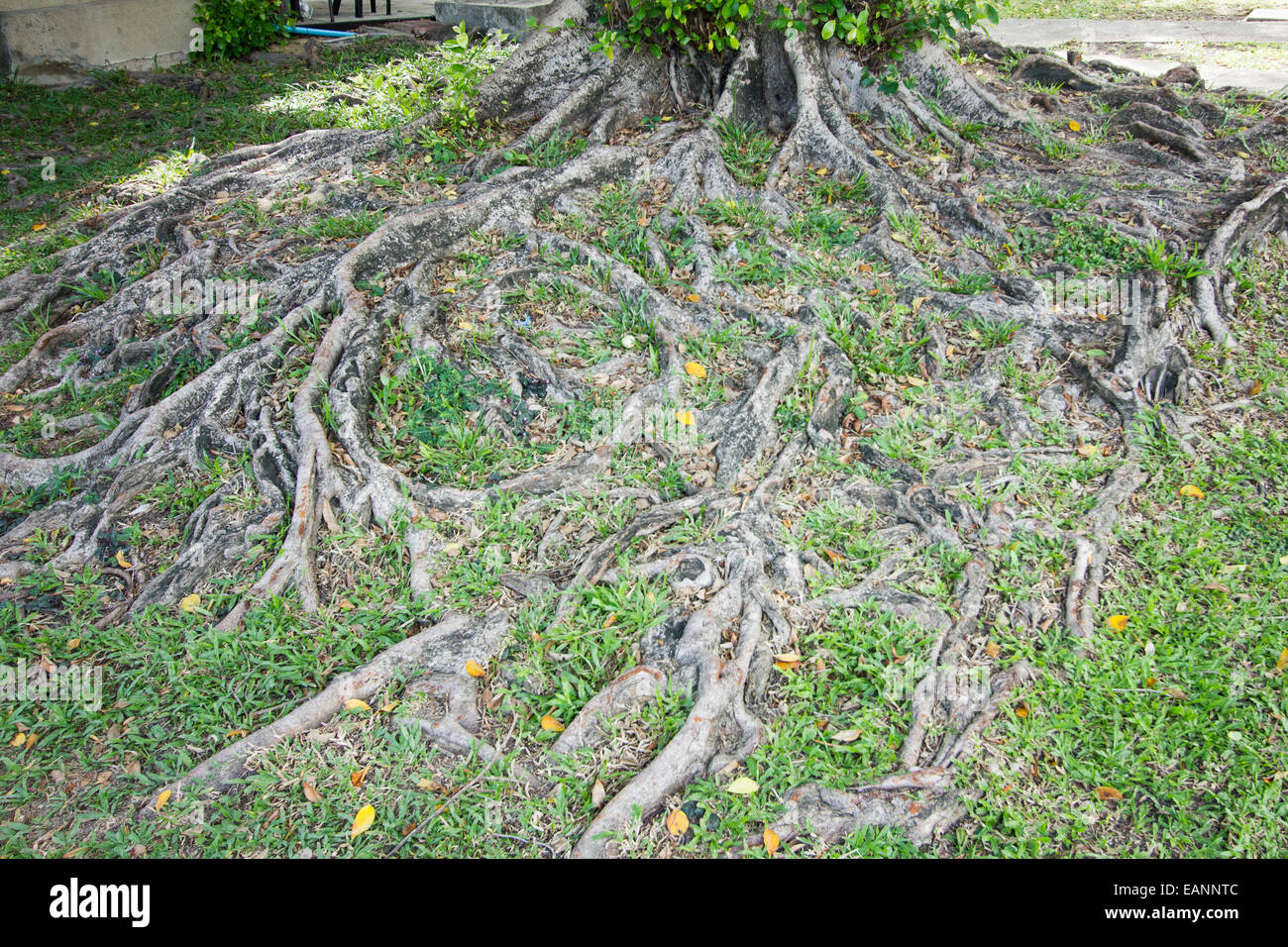 Tree root underground hi-res stock photography and images - Alamy