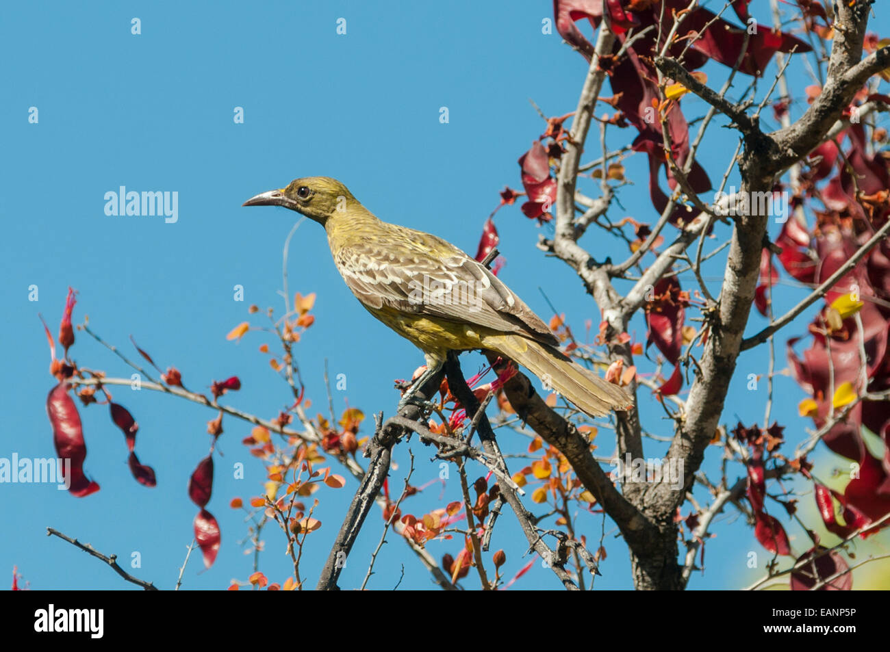 Little Friarbird, Philemon citreogularis at Mt Hart, the Kimberley, WA ...