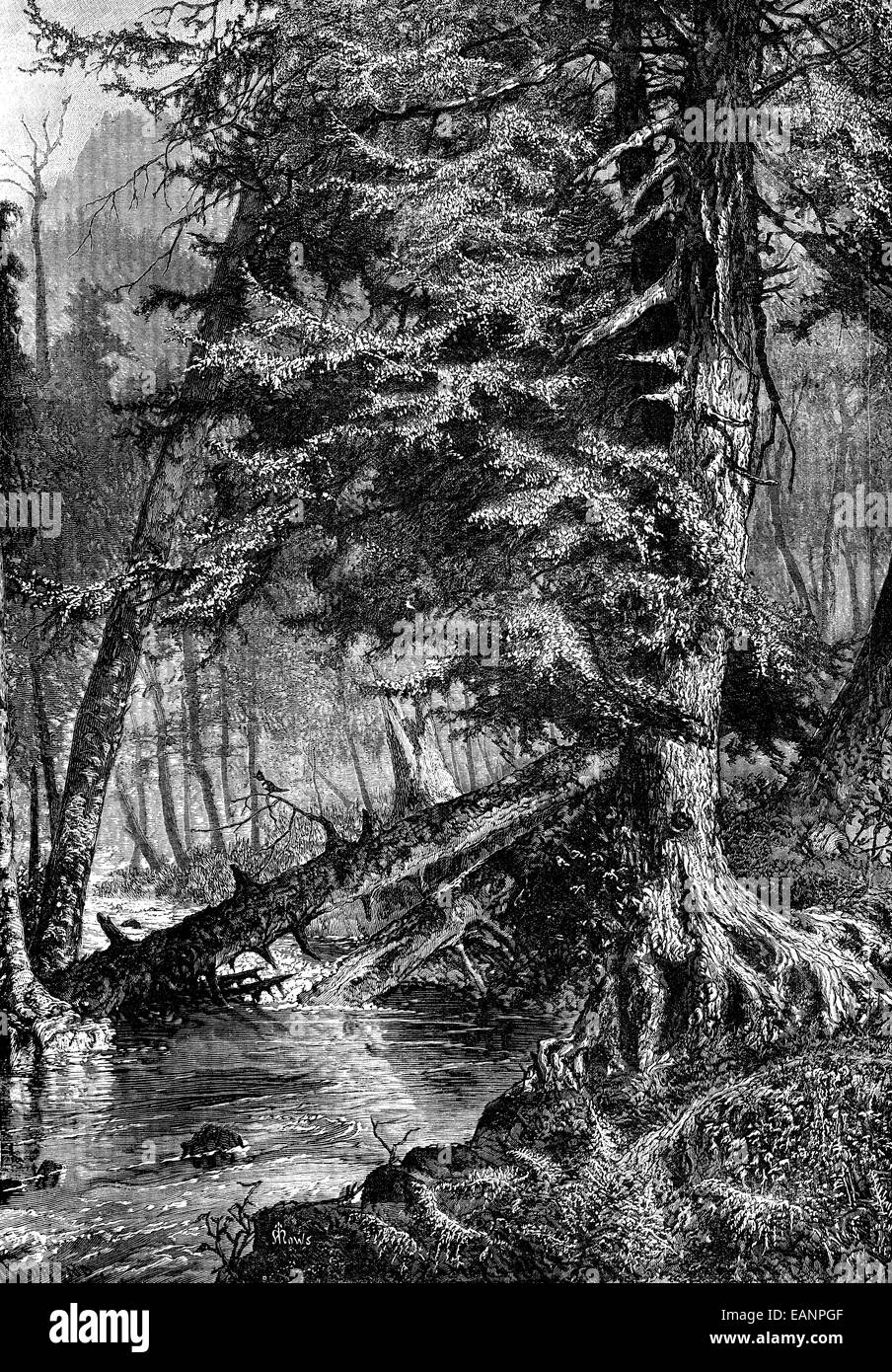 The stream of mockingbirds. Do perch, vintage engraved illustration ...
