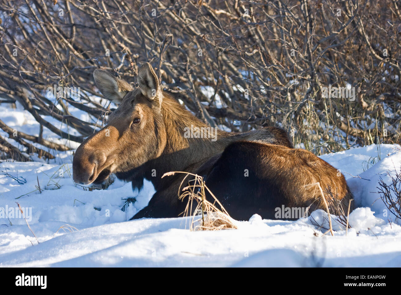 Moose Relaxing On Snow On The Anchorage Hillside In The Glen Alps Area ...
