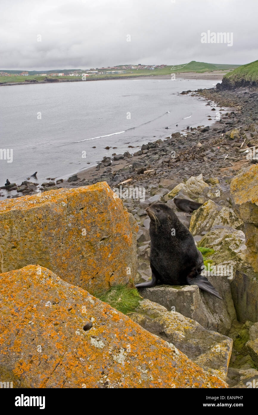 Pribilof islands northern fur seals hi-res stock photography and images ...