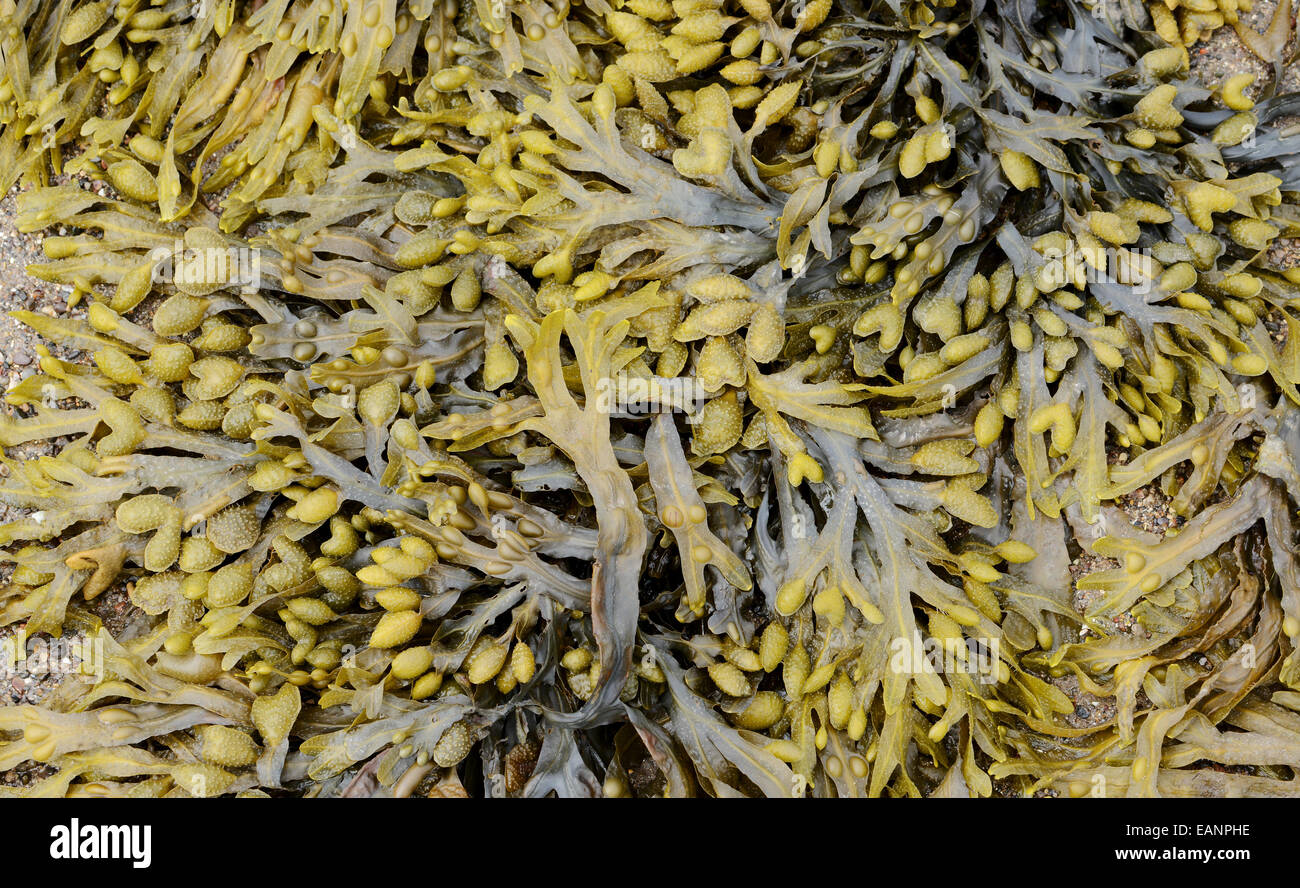 Seaweed - Fucus vesiculosus Stock Photo - Alamy