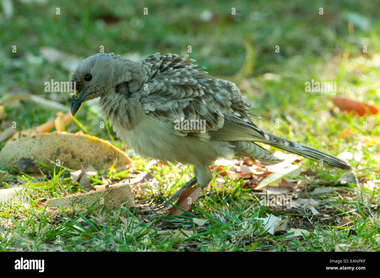 Great Bowerbird, Chlamydera nuchalis at Mt Hart, the Kimberley, WA ...
