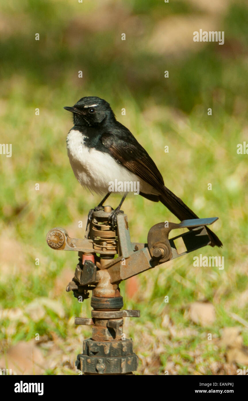 Willie Wagtail, Rhipidura leucophrys at Mt Hart, the Kimberley, WA ...