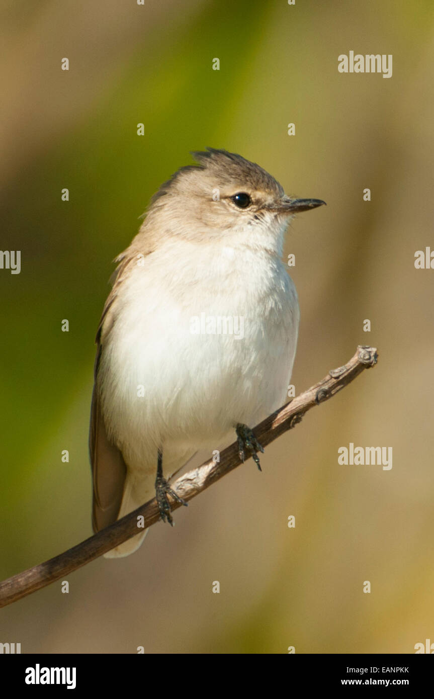 Variegated Fairy Wren, Malurus lamberti at Mt Hart, the Kimberley, WA ...