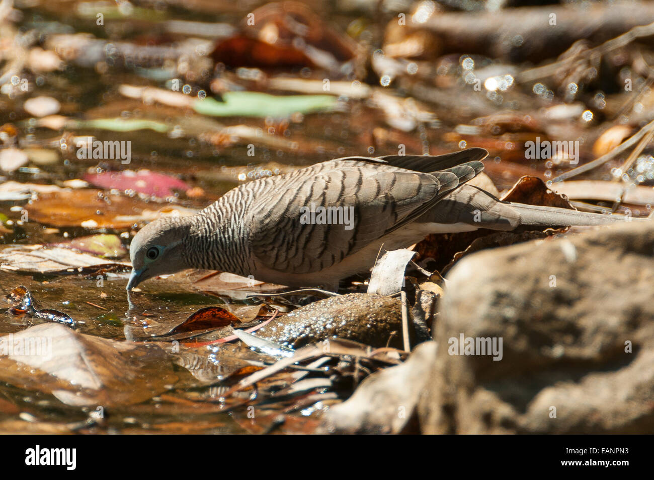 Peaceful Dove, Geopelia placida at Mt Hart, the Kimberley, WA ...