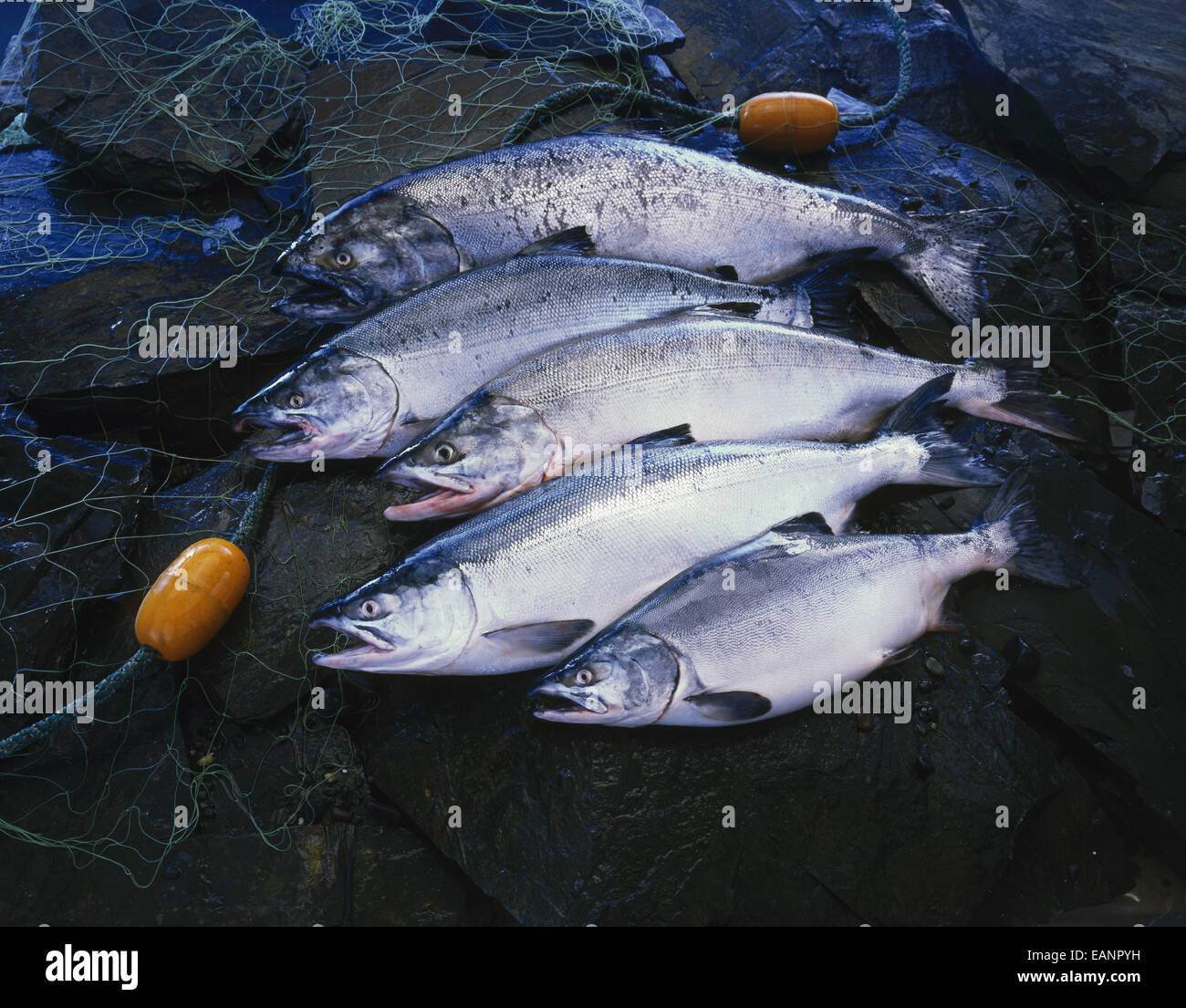 Fish Line Up Still Life King Silver Chum Red Pink Ak Stock Photo - Alamy