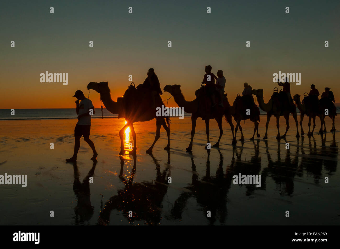 Camel beach sunset hi-res stock photography and images - Alamy