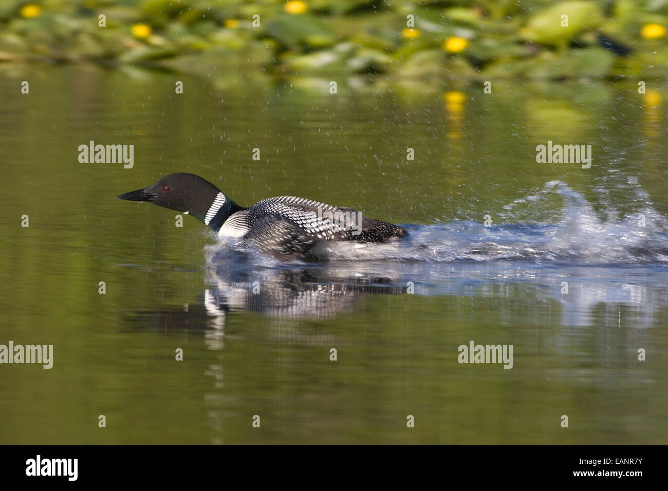 Common Loon Paddling Fast In Preparation To Take Off From A Lake On The ...