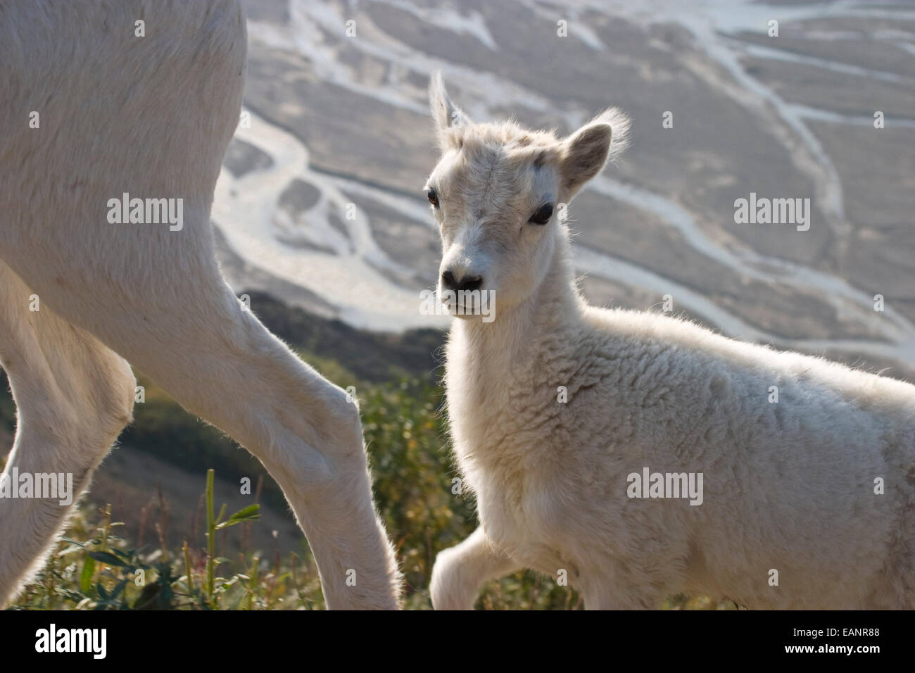 Alaska dall sheep family hi-res stock photography and images - Alamy