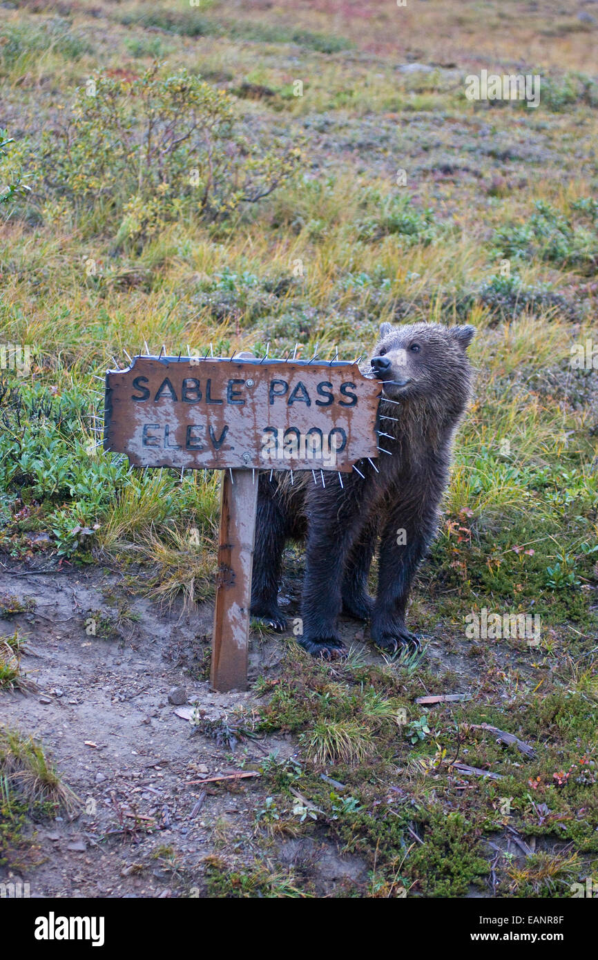 Brown Bear Cub (Ursus Arctos) Rubs Its Face On Sign In Sable Pass, In ...