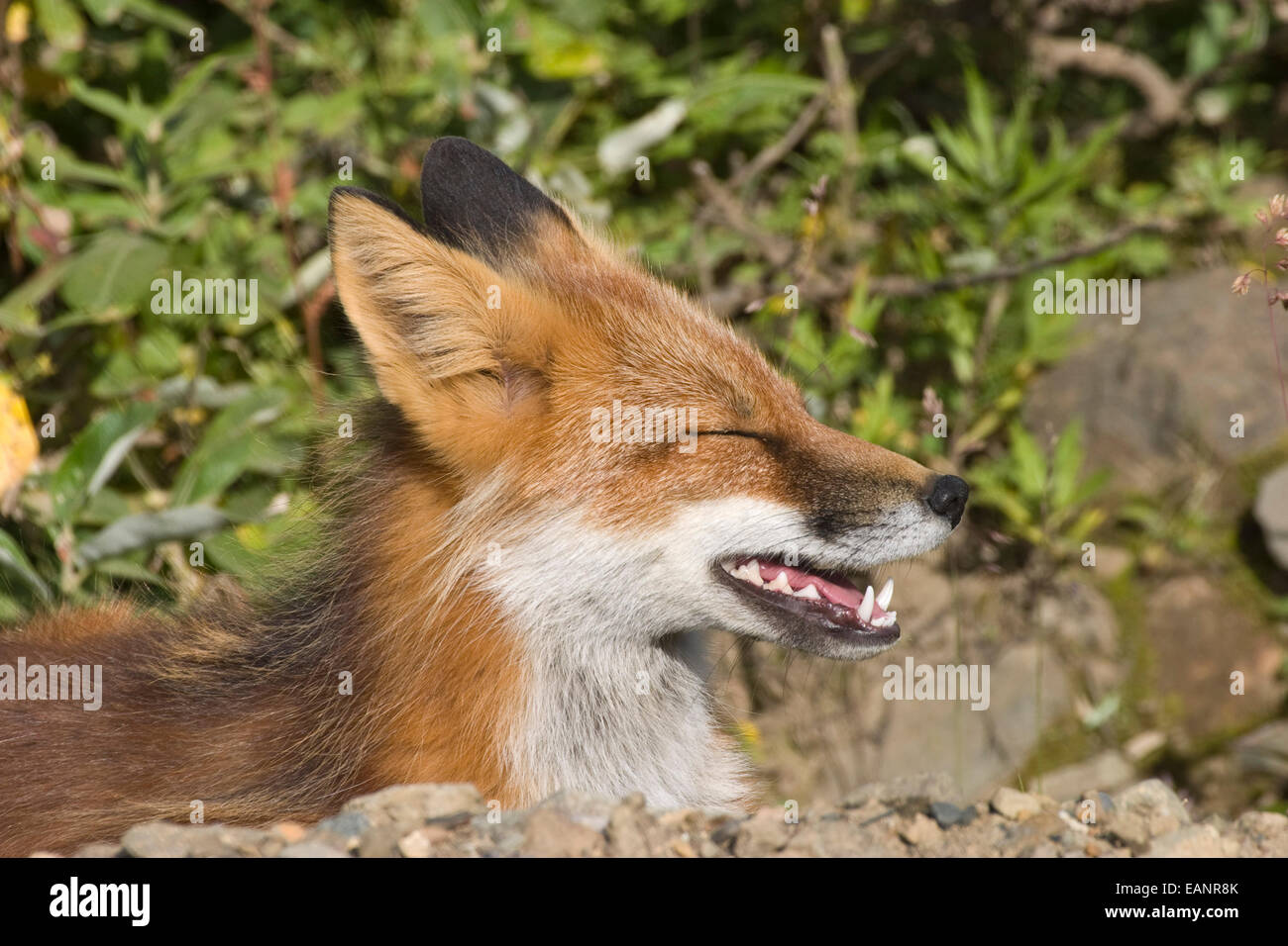 Close Up Of A Red Fox Laying Alongside The Park Road In Denali National ...