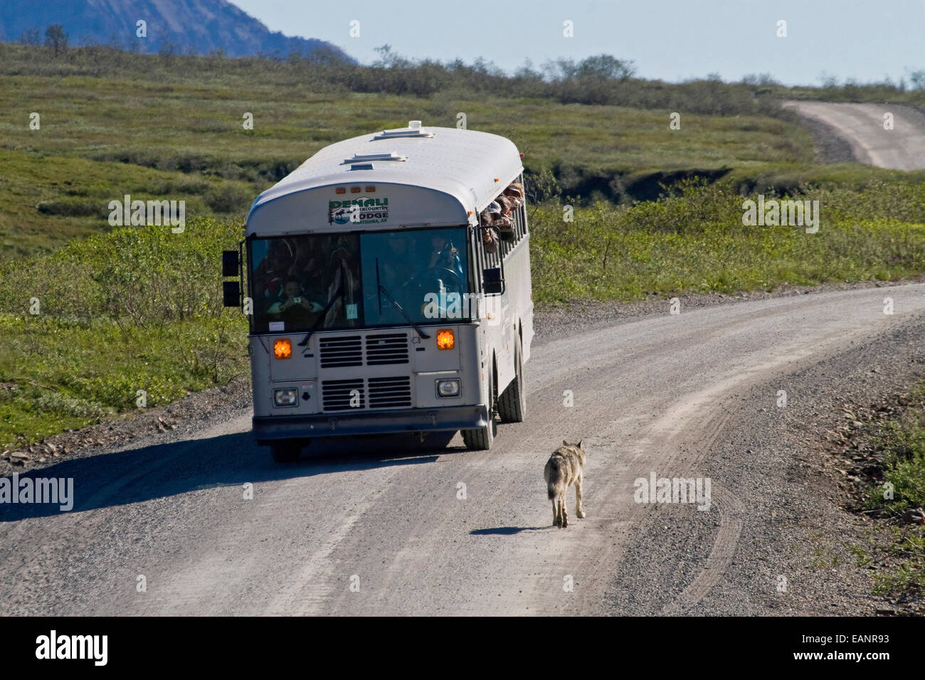 Tour Bus Stops For A Gray Wolf Walking On The Park Road In Denali ...